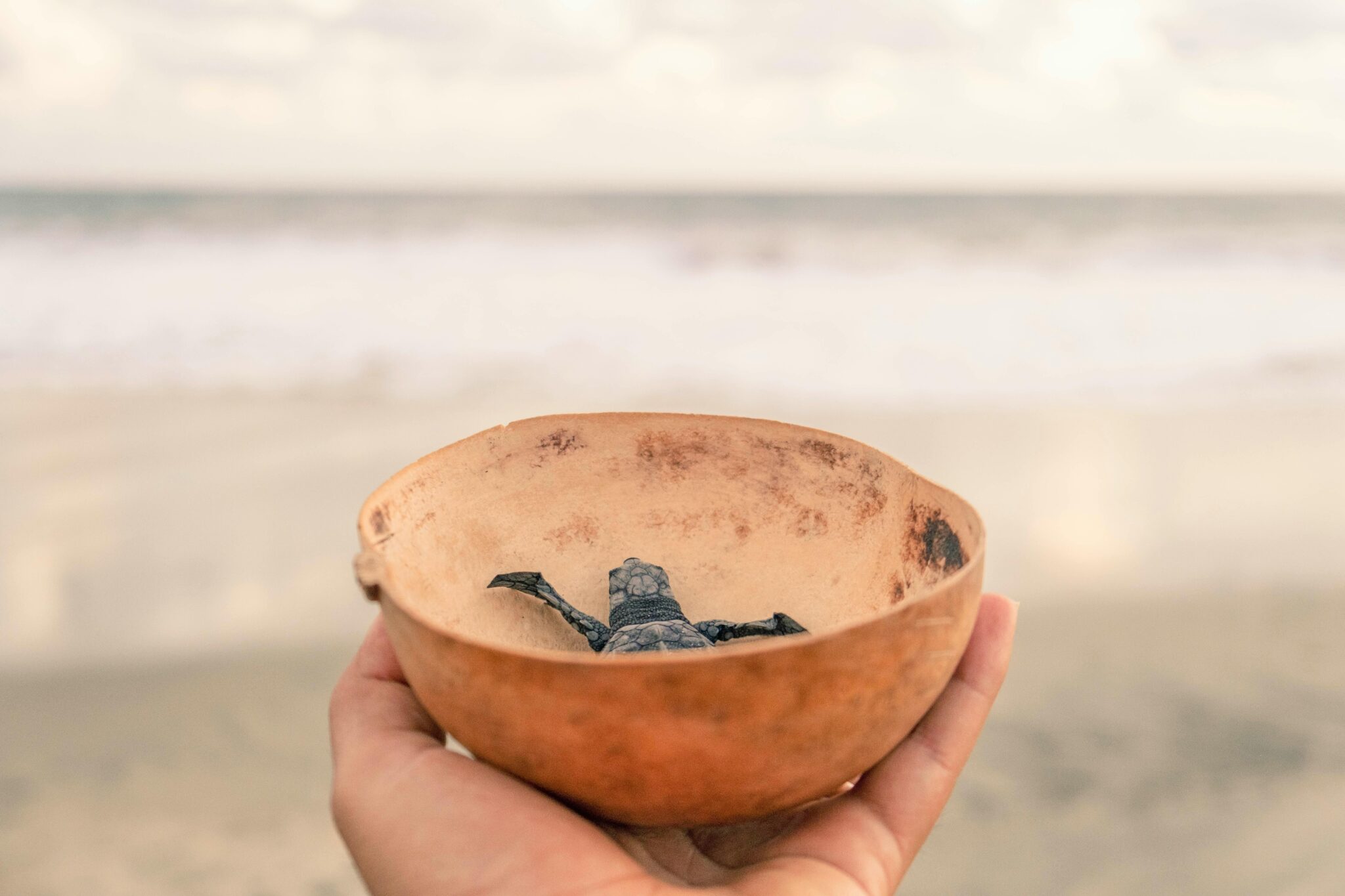 Costa Rica Project Featured by National Geographic Among the World’s ...